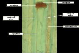 CIENCIAS NATURALES: DEFINICION DEL FLOEMA